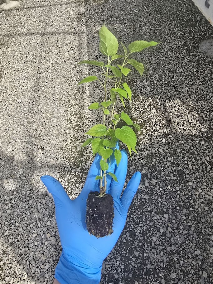 Morus nigra - Dwarf Black Mulberry - Micro Paradox - Plants by TC